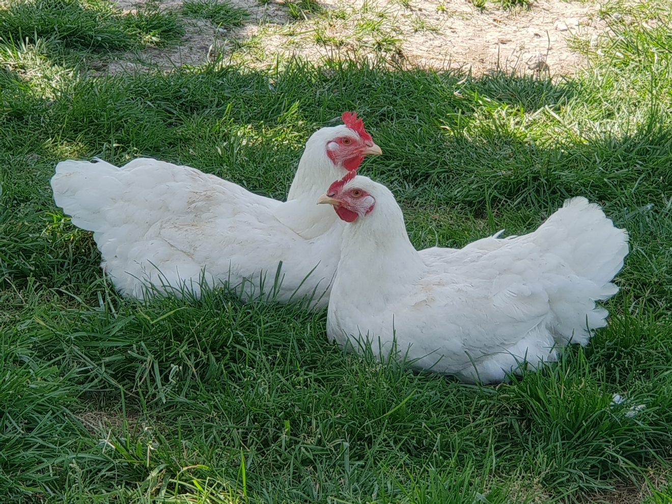 Les poulets se rebellent ! - Accueillir la Conscience Divine